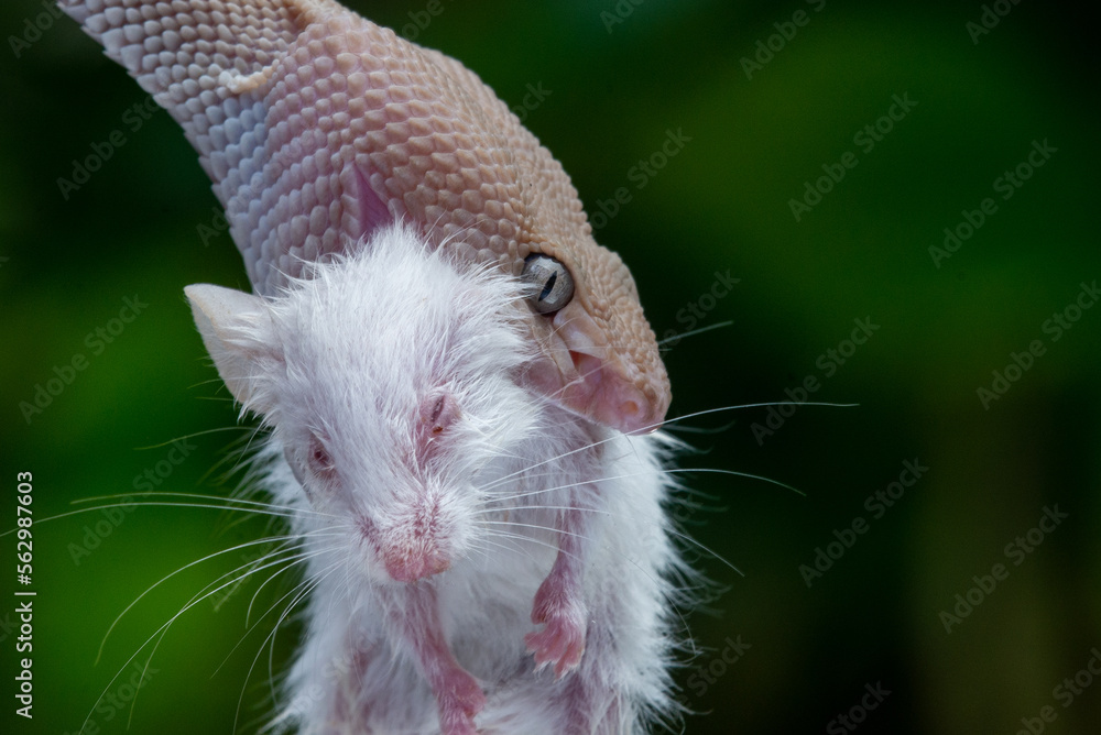 Pinkish grey mangrove pit viper snake Trimeresurus purpureomaculatus ...