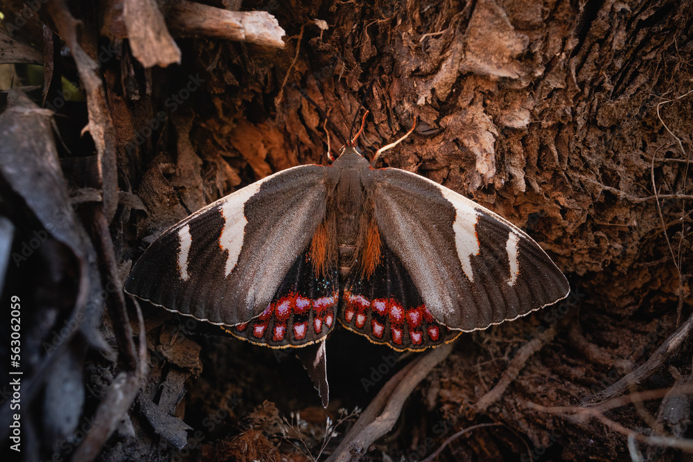Chagual butterfly (puya chilensis) on leaf. Rare endemic wild butterfly ...