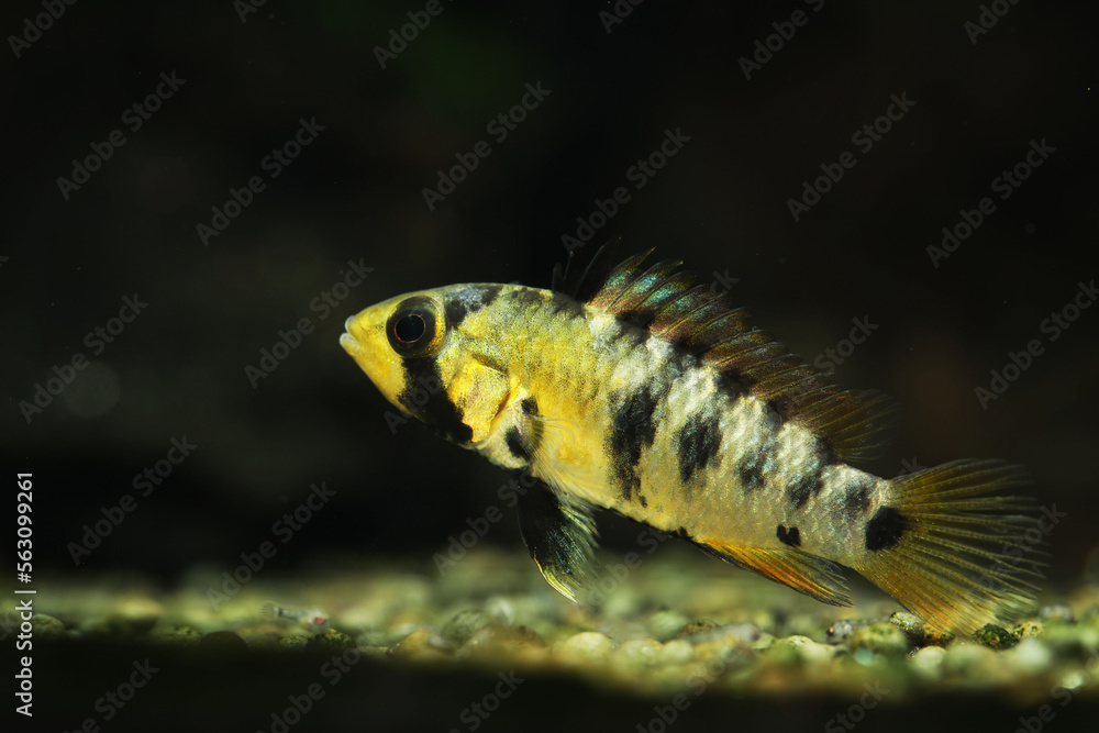 Foto de Stock Female Inca Dwarf Cichlid (Apistogramma baenschi) | Adobe ...