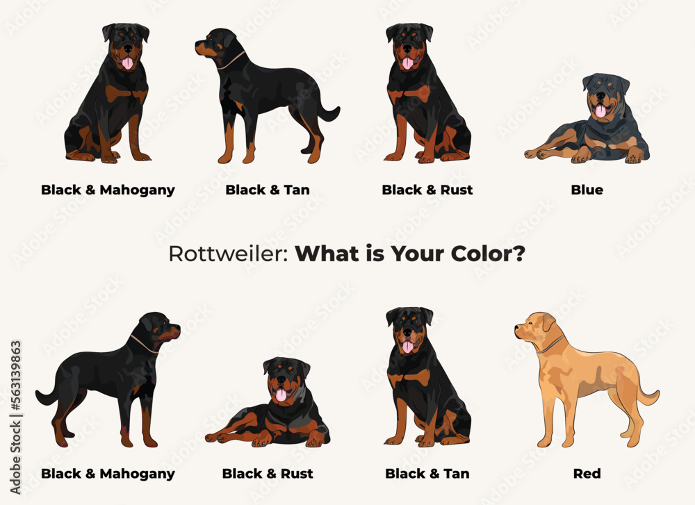 Rottweiler Rosso SAN DIEGO PET TRAINING Updated April 2025 56