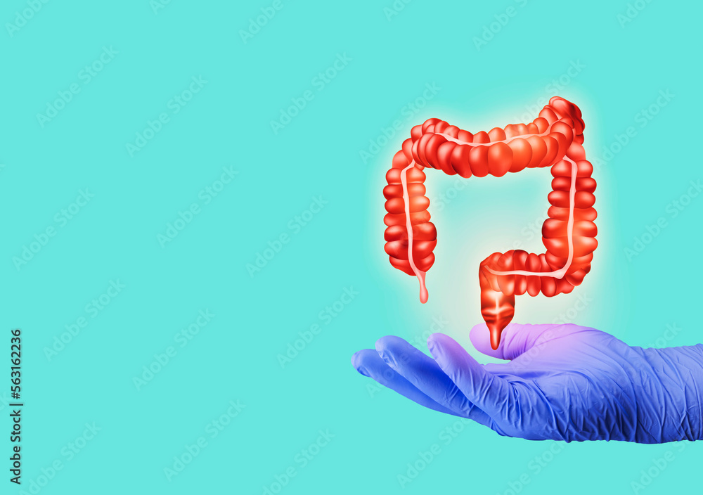 Стоковое фото «Large intestine. Isolated. hand of doctor with emerald ...