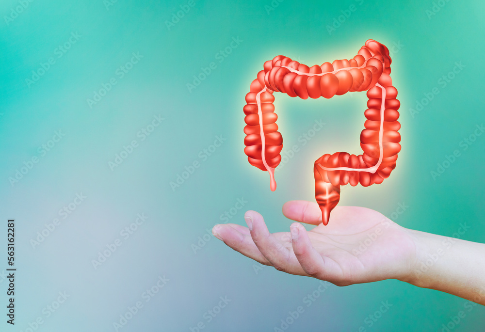 Large intestine. Isolated. Emerald green background. Colon cancer ...