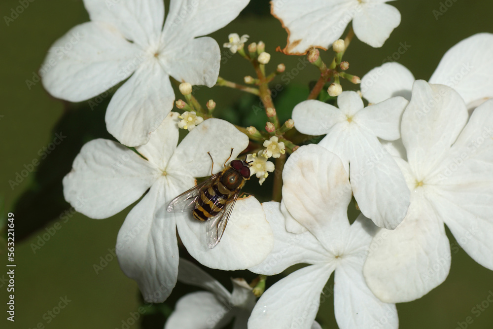 Close up hoverfly Syrphus family hoverflies (Syrphidae) on white ...