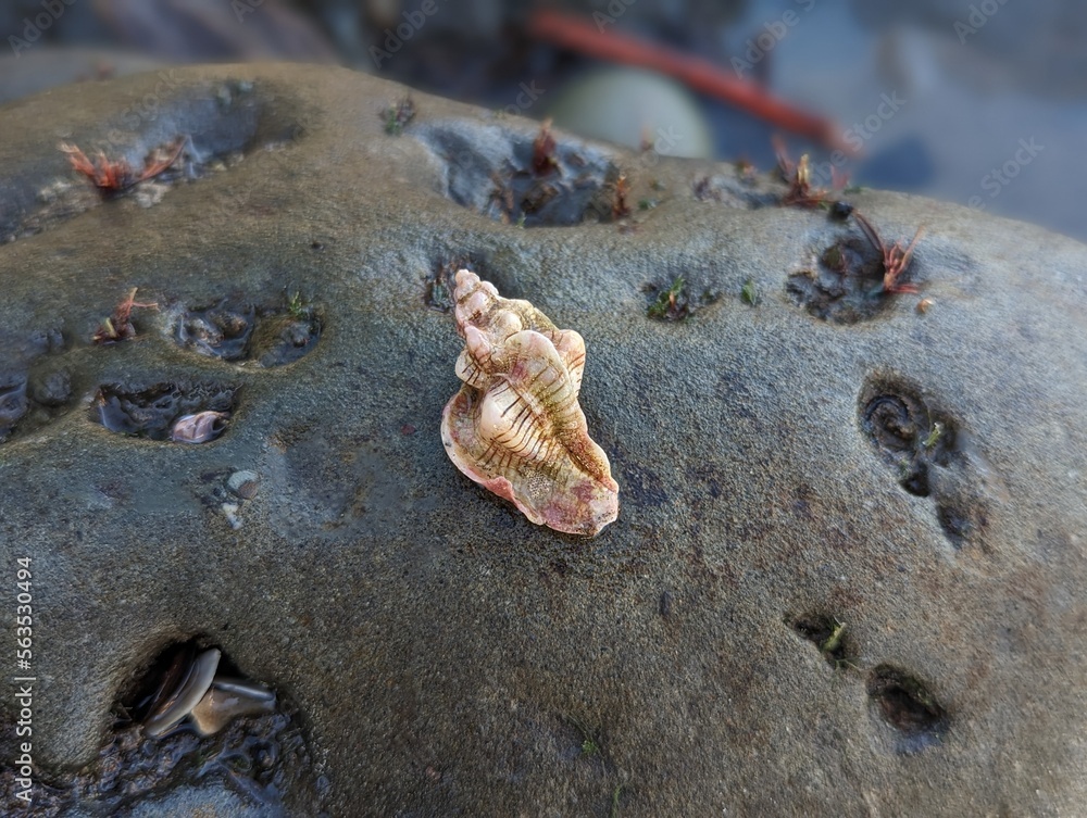 Stock-Foto „paciocinebrina, sea snail, marine gastropod mollusk ...