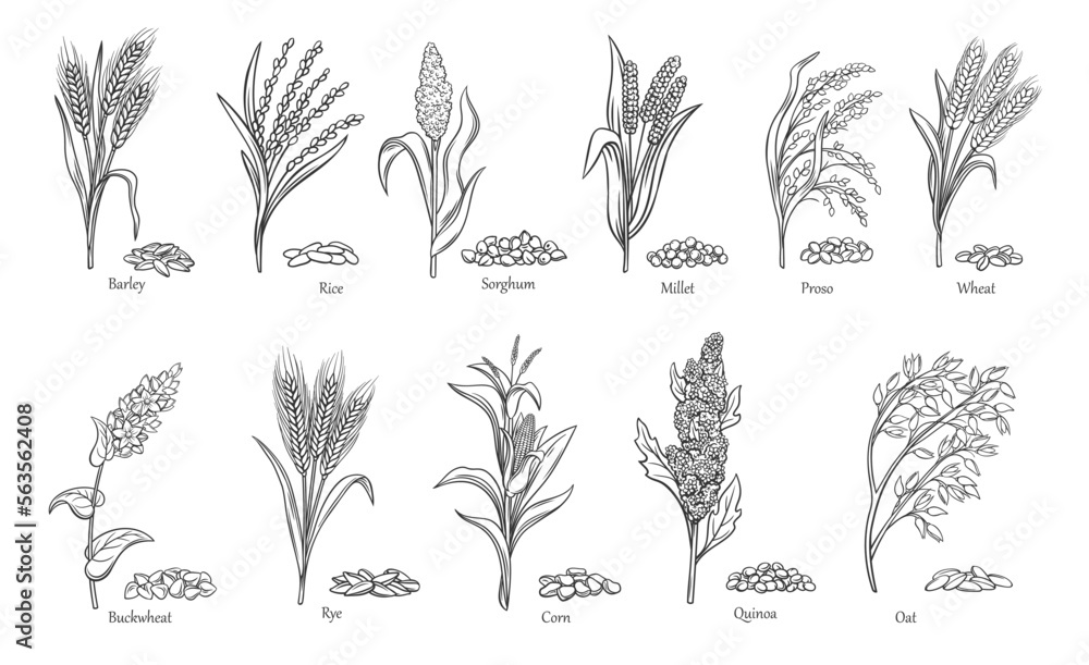 Stockvektorbilden Grass cereal crops outline icon set vector ...
