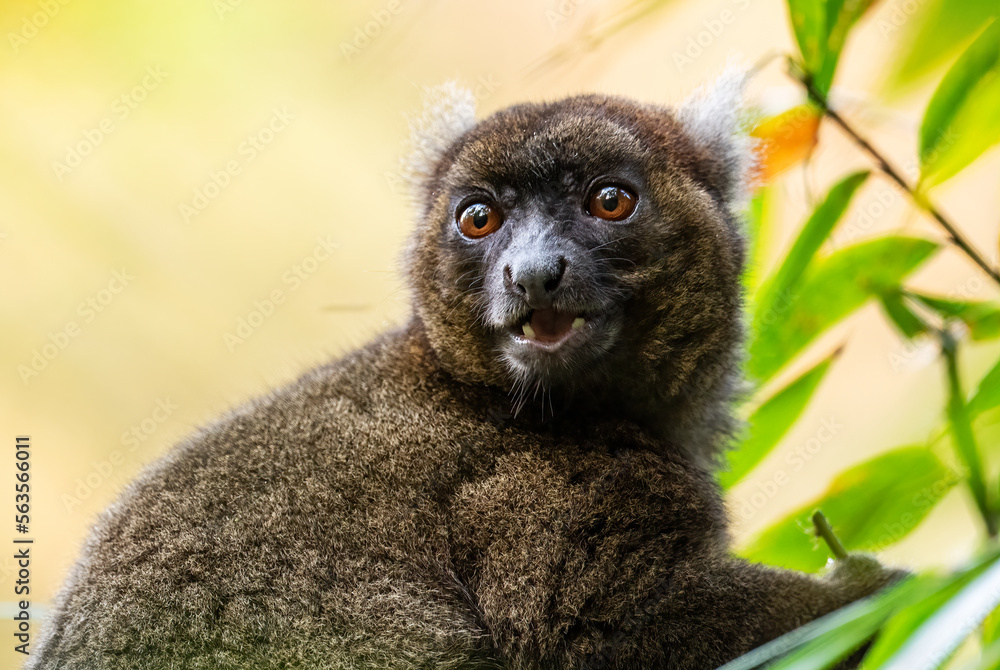 Greater Bamboo Lemur - Prolemur simus, rare beautiful primate endemic ...