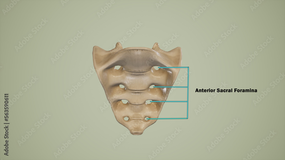Anterior Sacral Foramina Stock Illustration | Adobe Stock
