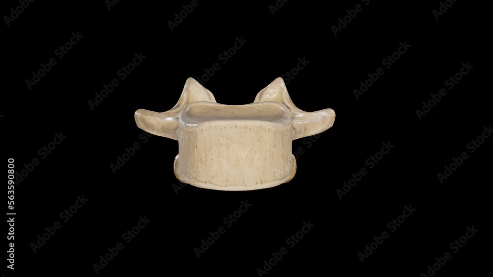 Anterior view of Third Lumbar Vertebra (L3) Stock Illustration | Adobe ...