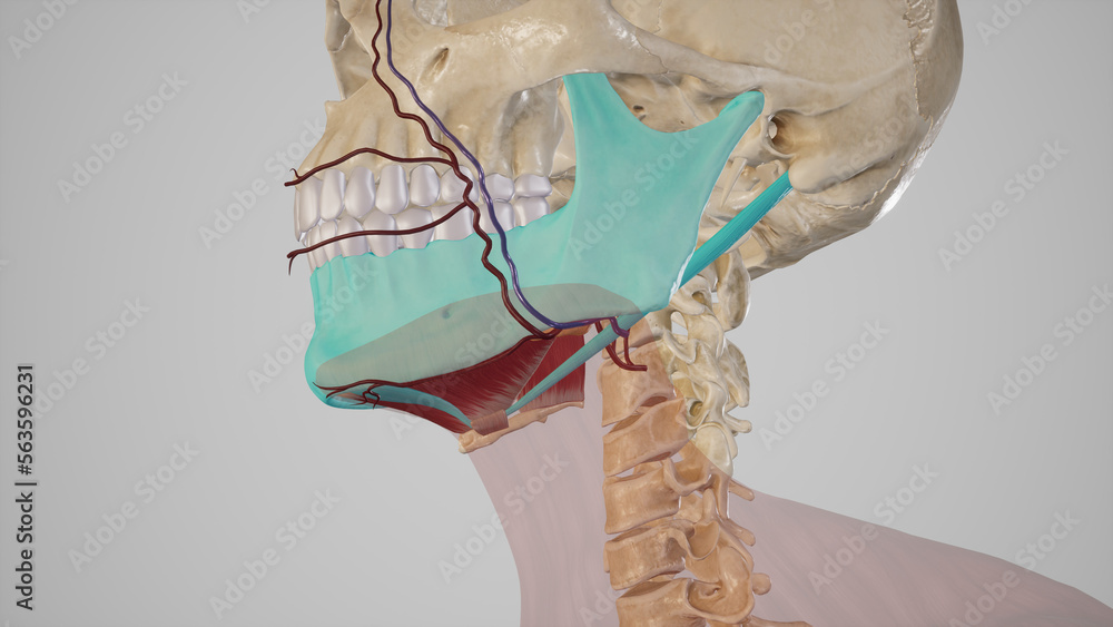 Medical Illustration of Submandibular Triangle Stock Illustration ...