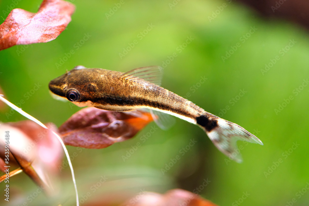 Otocinclus Affinis, Macrotocinclus affinis smallest known suckermouth ...