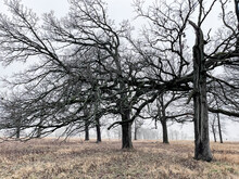 Hibernation, Winter, Forest Free Stock Photo - Public Domain Pictures