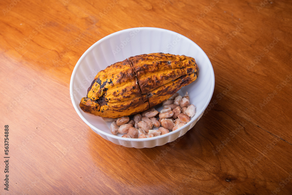 Cocoa pod inside a bowl with the beans removed, processing of the beans ...