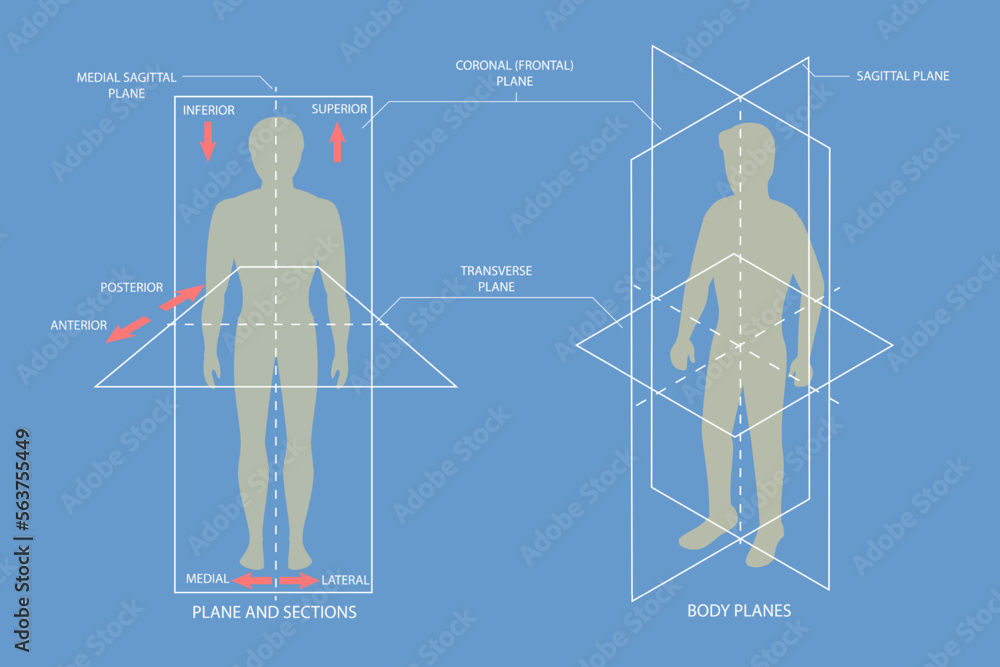 3D Isometric Flat Vector Conceptual Illustration of Human Body Anatomical Planes, Sagittal ...
