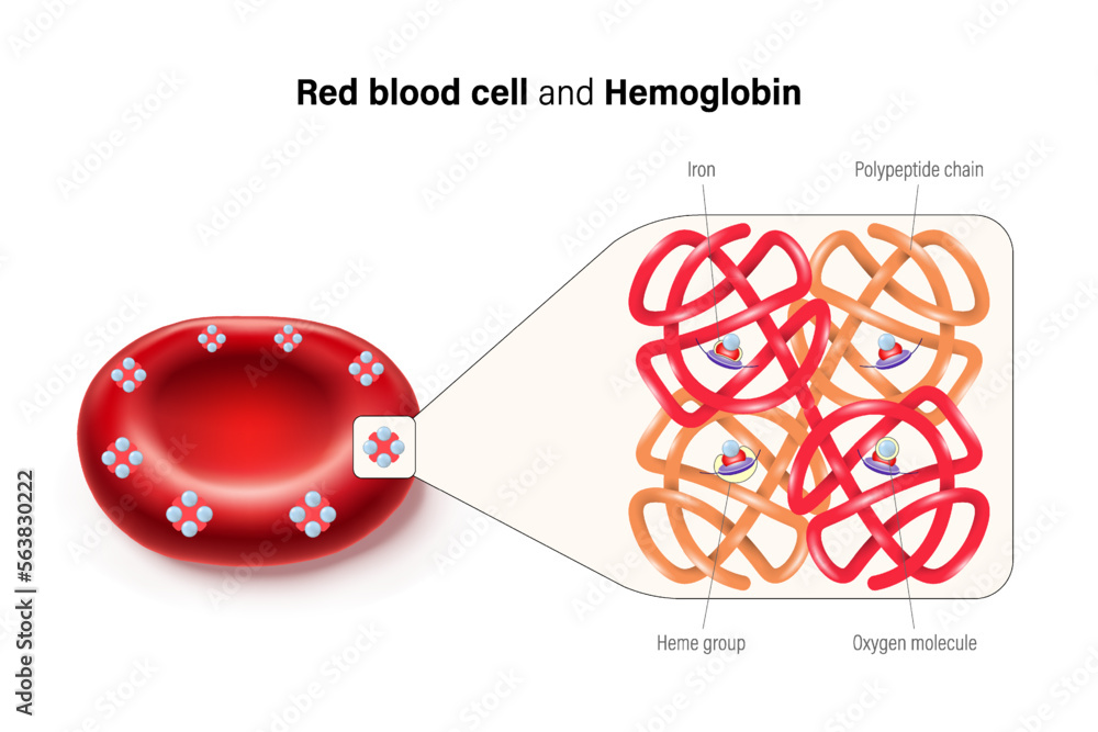 Red blood cell and Hemoglobin vector. Heme groups, α and β subunits ...