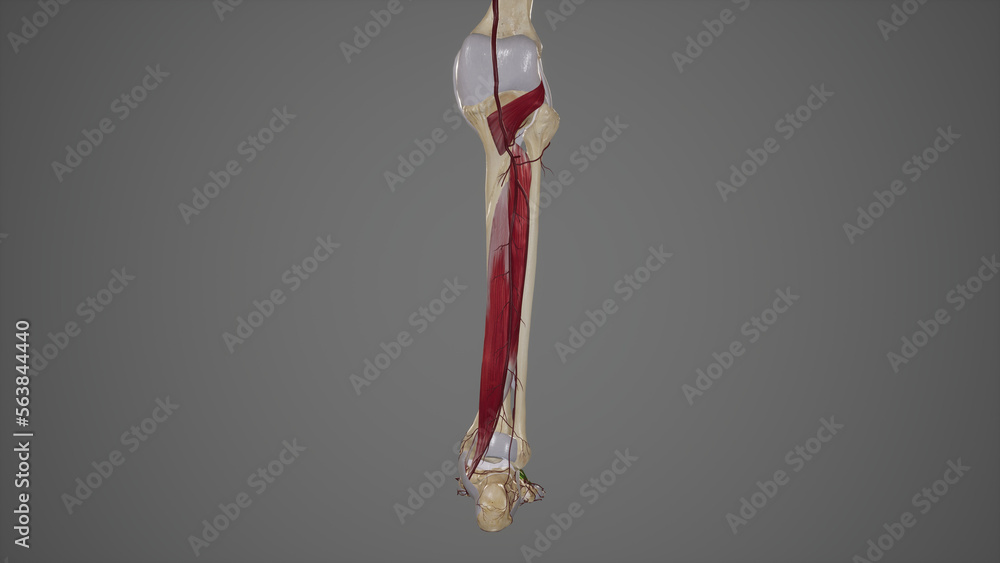 Anatomical Illustration of Tibial Arteries Stock Illustration | Adobe Stock