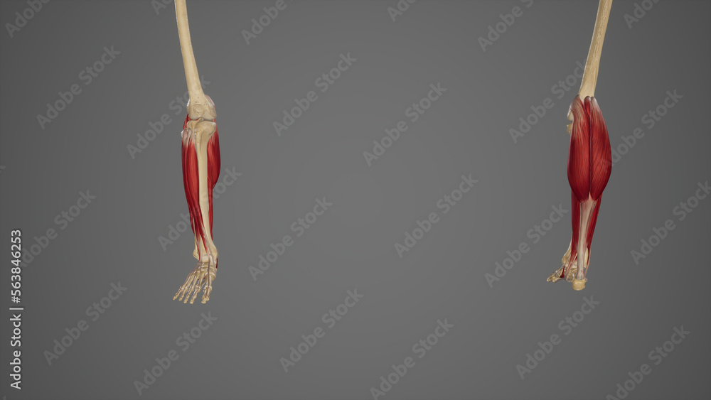 Anterior and Posterior View of Lower Leg Muscles Stock Illustration ...