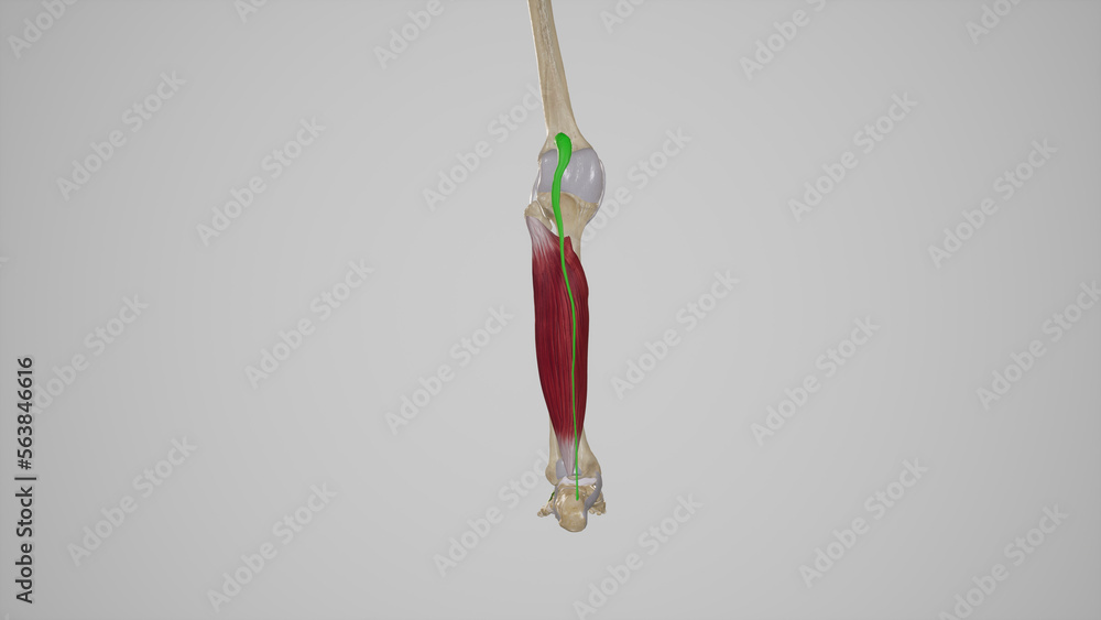 Medical Illustration of Plantaris Muscle Stock Illustration | Adobe Stock