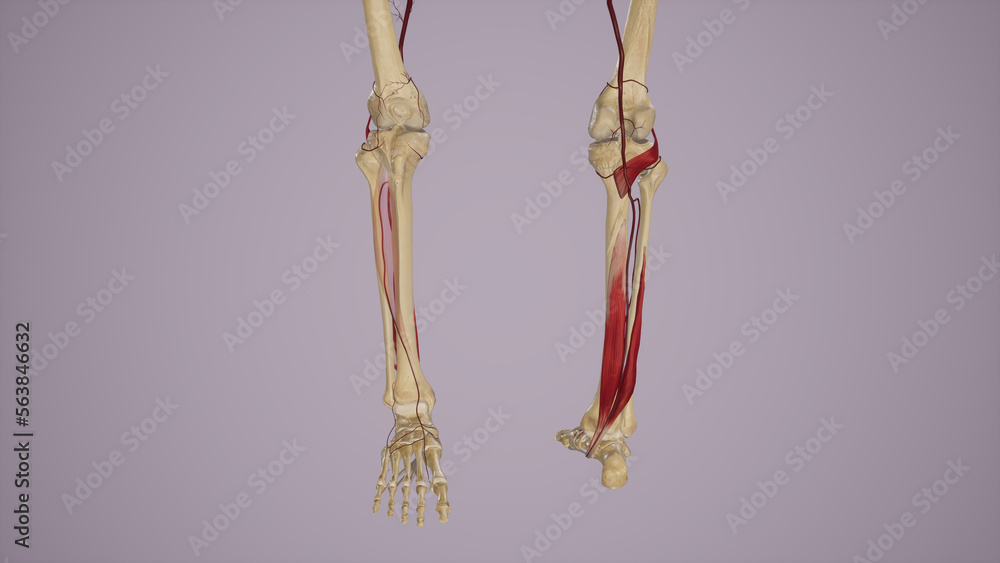 Arterial Supply to the Anterior and Posterior Leg Via Popliteal Artery ...