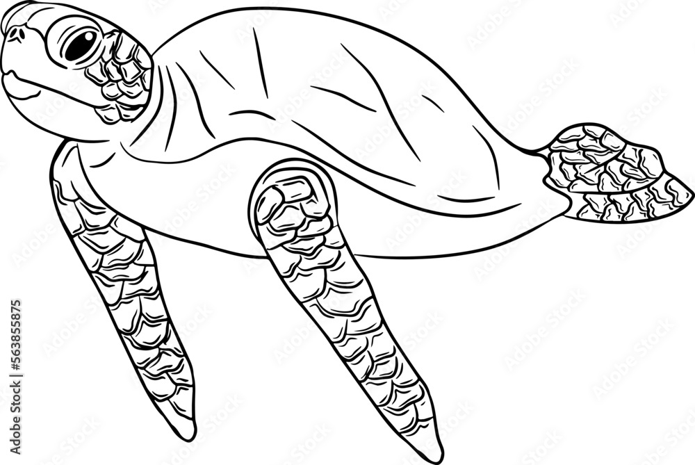 Turtle. Hand drawn underwater creatures. Vector sea life, seafood ...