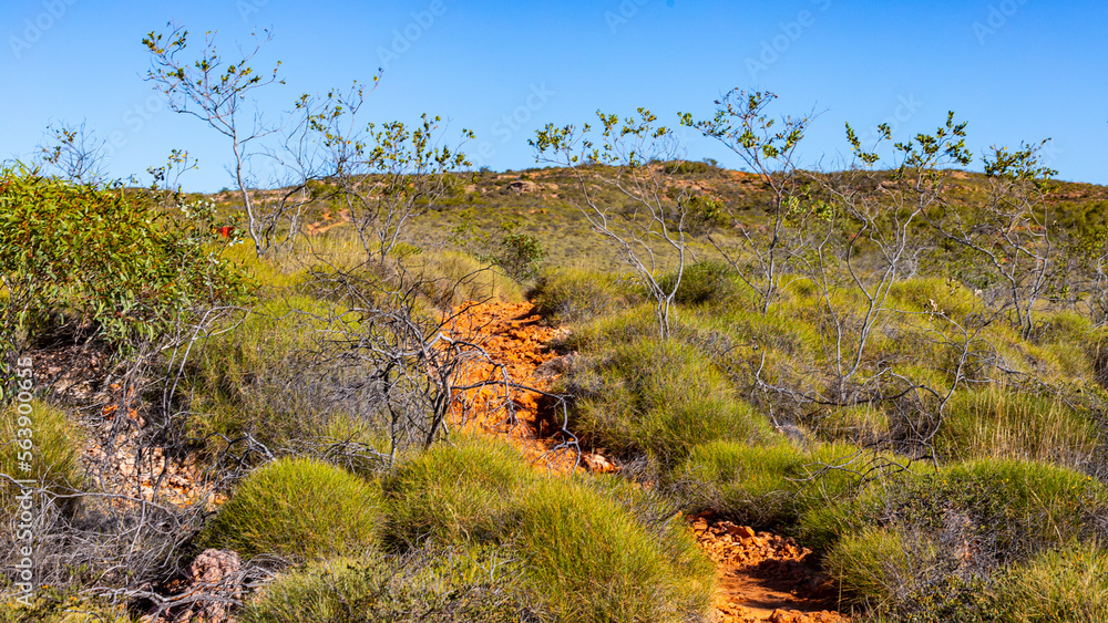 red dirt path through the bush in western australia; the road to ...