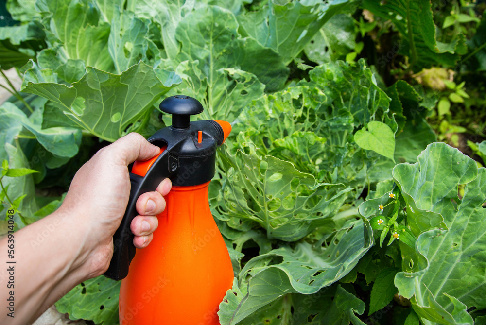 Spraying a head of cabbage in the garden with a solution of ammonia and ...