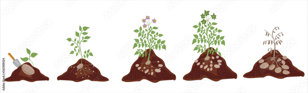 Growth stages of Potato plant. Potato growing stages vector ...