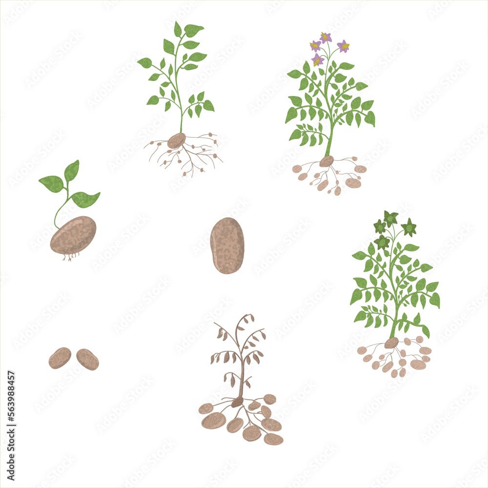 Growth stages of Potato plant. Potato growing stages vector ...