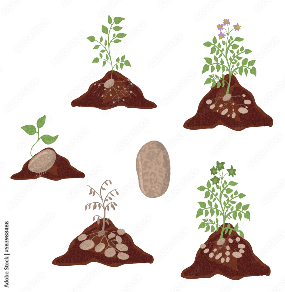 Growth stages of Potato plant. Potato growing stages vector ...