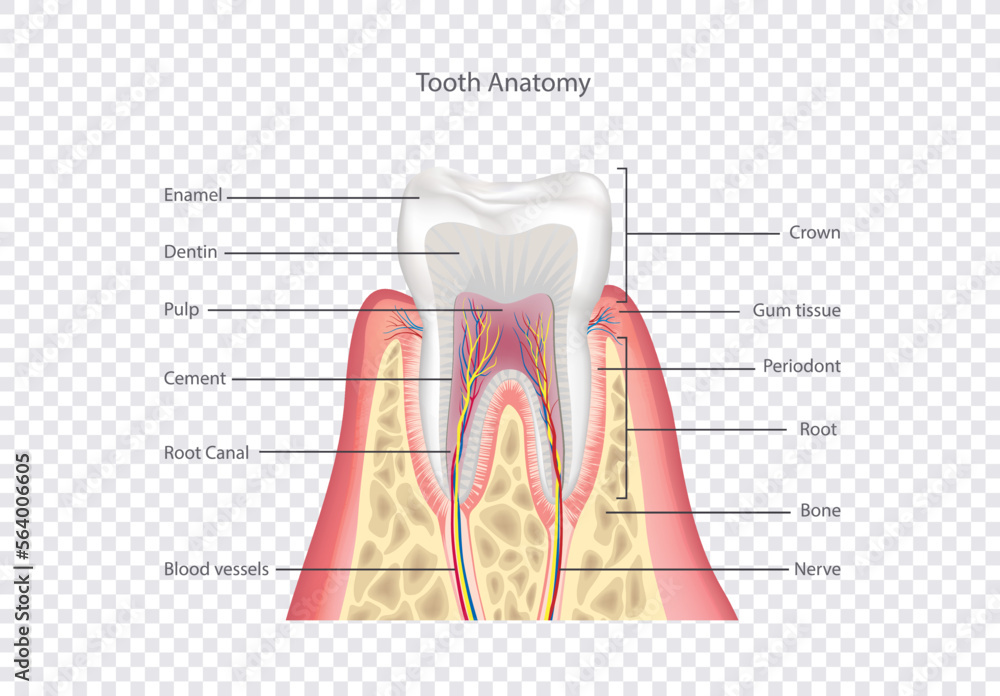 Tooth anatomy. Healthy teeth structure. Dental medical vector ...