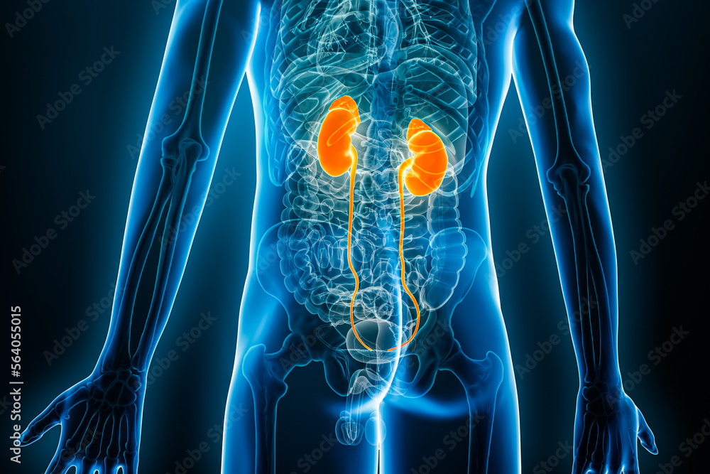 Ilustración de Stock Xray posterior or back view of kidneys and ureter ...