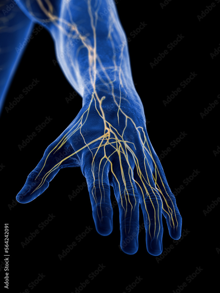 3D Rendered Medical Illustration of the nerves of the hand Stock ...