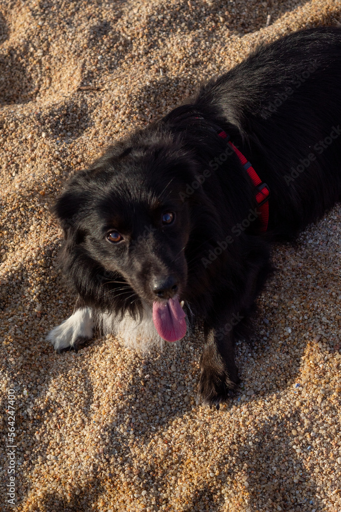 Retrato de un perro negro con partes blancas sonriendo con la lengua ...