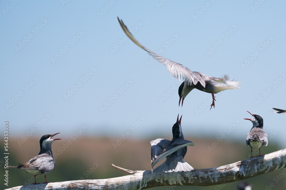Wild birds in flight fighting for sitting place on a branch of a dead ...