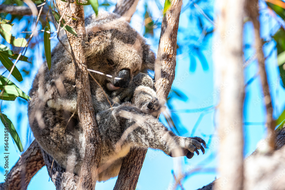 sweet wild koala sleeping on eucalyptus on kangaroo island in south ...