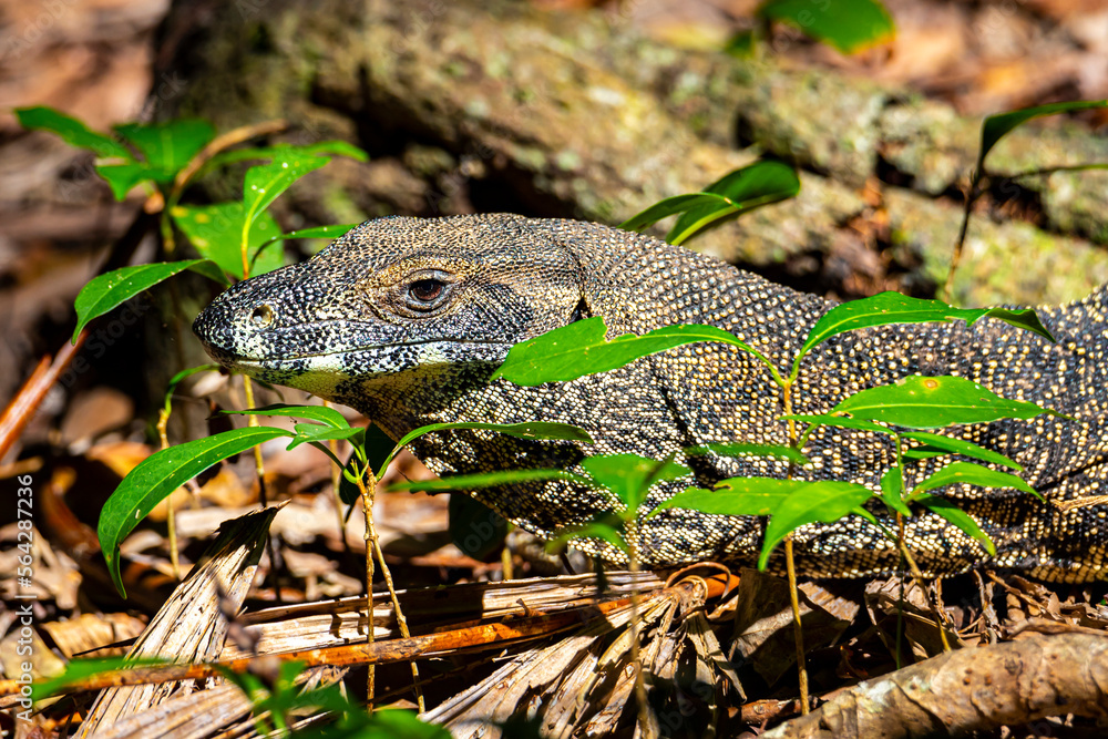 Lace monitor (monitor lizard, goanna) basking in the sun met in the ...