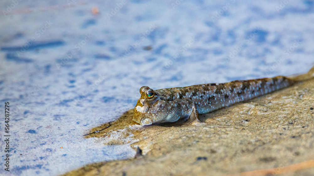 Close-up on a beautiful mudskipper (oxudercinae) in daintree rainforest ...