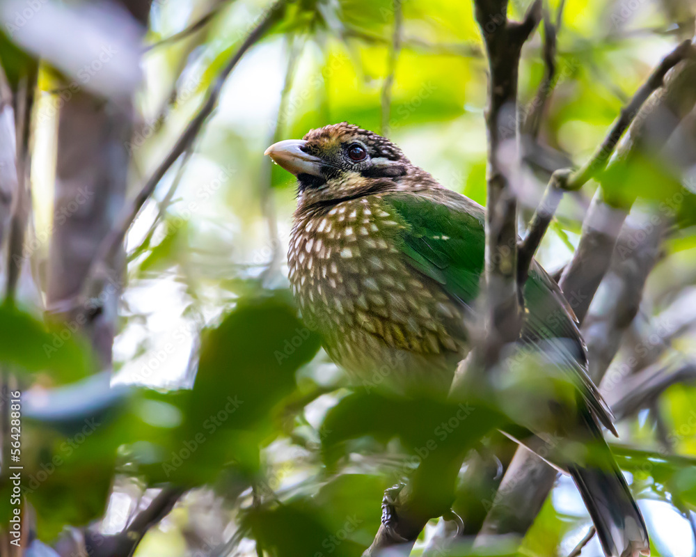 spotted catbird spotted in atherton tablelands, unique bird of ...