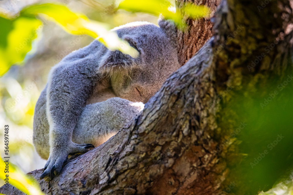 sweet wild koala sleeping on eucalyptus tree on magnetic island in ...