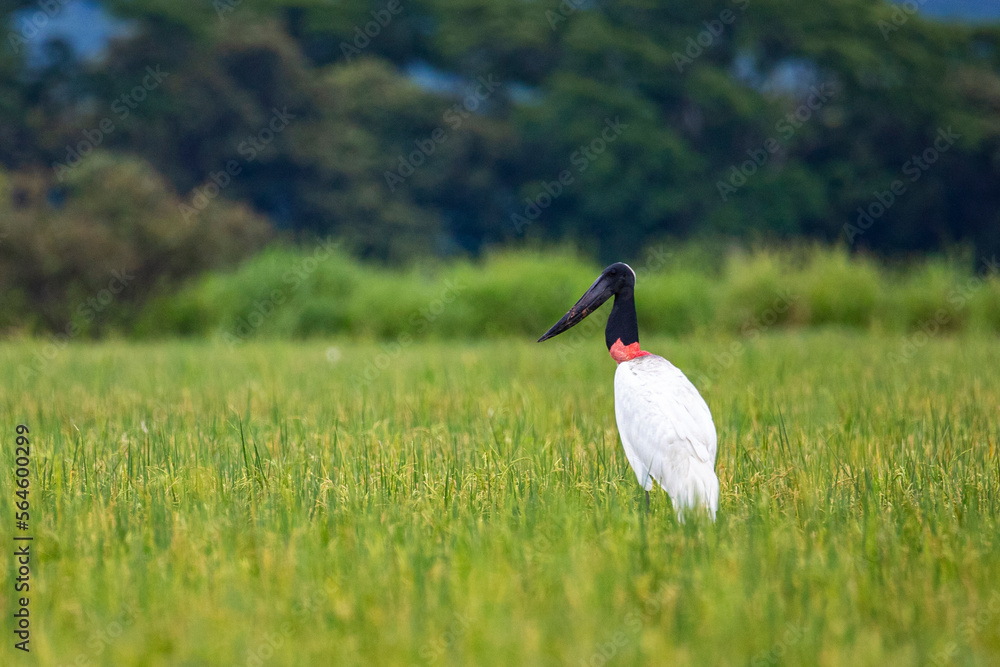 large scary bird - jabiru (jabiru mycteria) on the field in palo verde ...