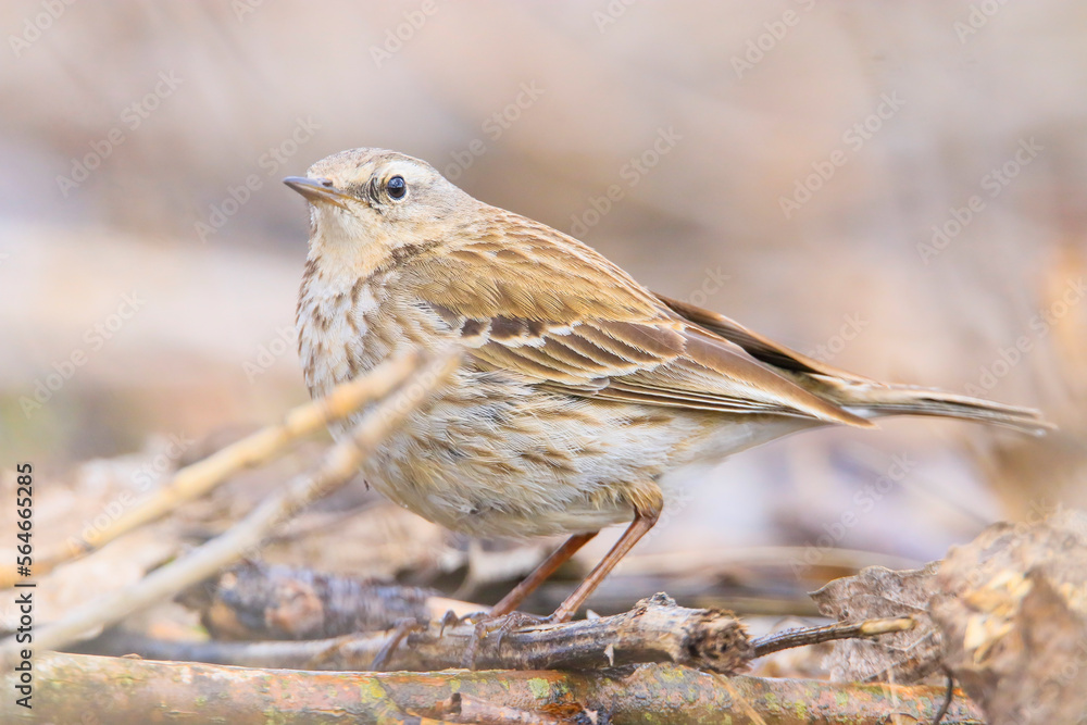 Water Pipit (Anthus spinoletta) is a songbird that lives on mountain ...