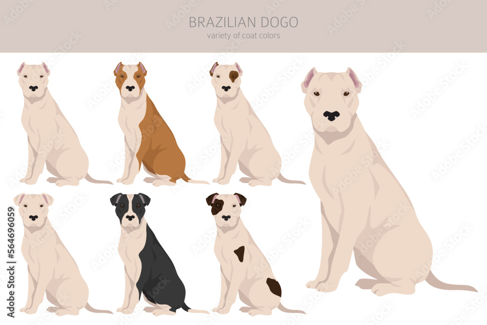 Brazilian Dogo clipart. Different coat colors and poses set Stock ...