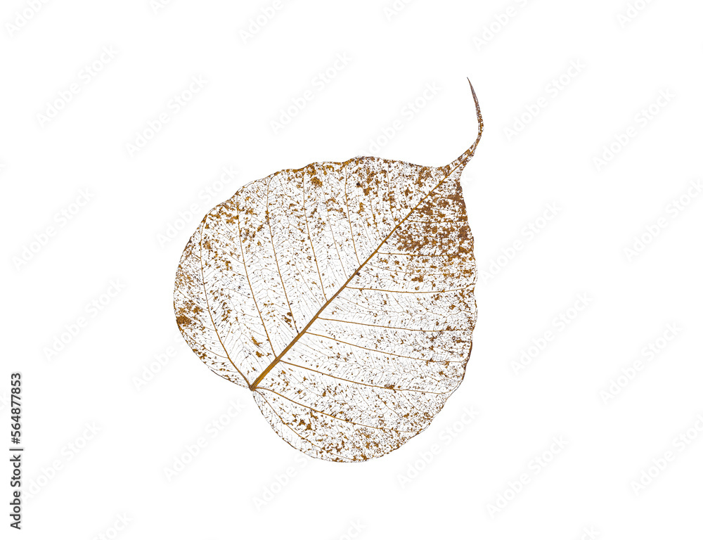 Dried Bodhi leaf skeleton texture details that has weathered and ...