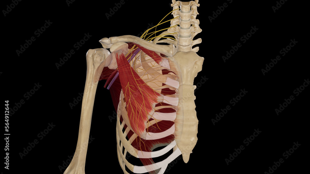 Ilustración de Stock Medical Illustration of Medial and lateral ...