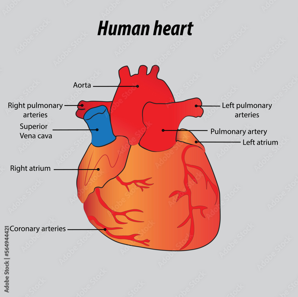 Human heart labeled diagram vector drawing external view of the heart ...