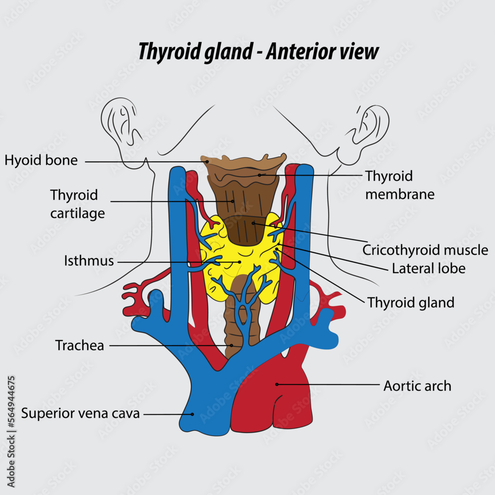 Thyroid gland vector drawing illustration Thyroid gland labeled diagram ...