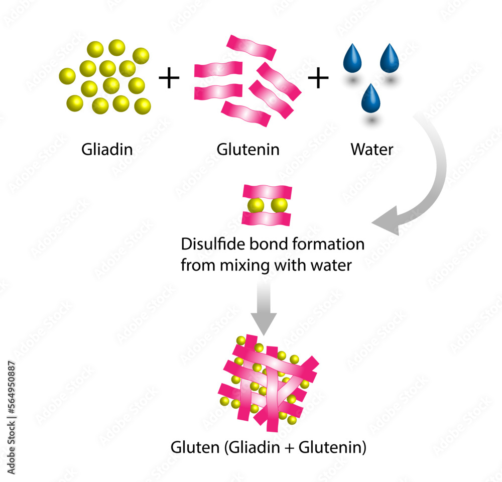 เวกเตอร์ Stock Gluten Formation, Disulfide Bond Formation From mixing two molecules of Gliadin ...
