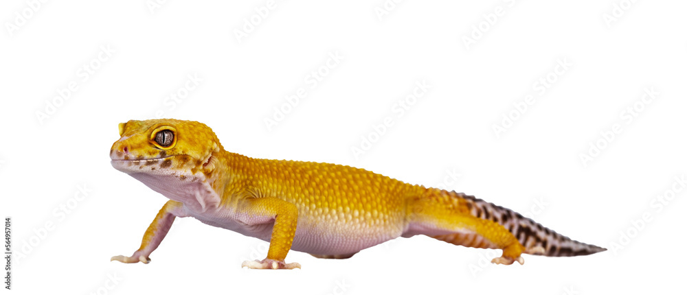 Adult Super Hypo Tangerine Manderin leopard gecko aka Eublepharis ...
