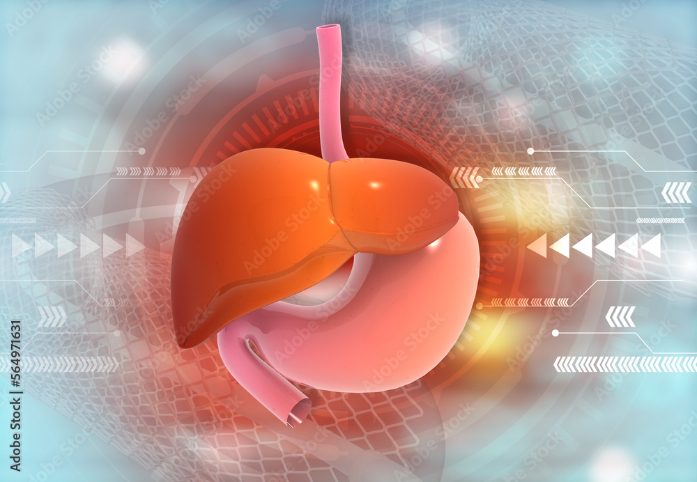 Human digestive system diagram. 3d illustration. Stock Illustration ...