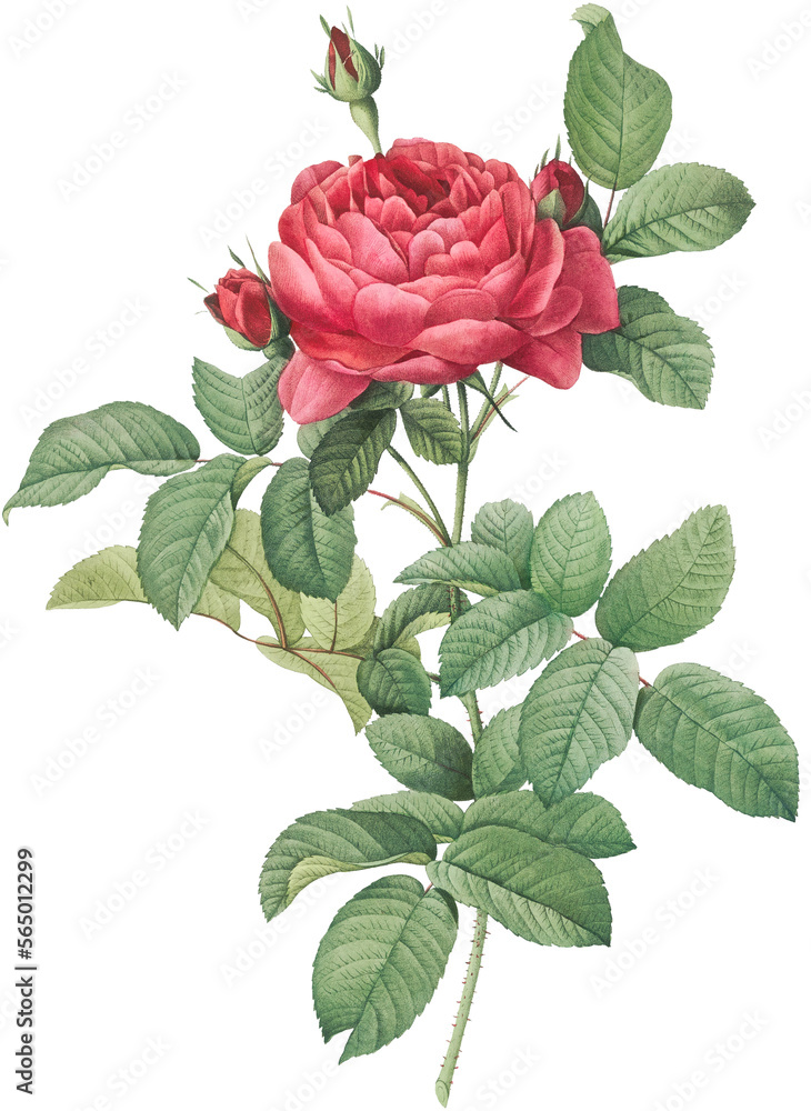 Beautiful vintage red rose flowers illustration high quality die-cut ...