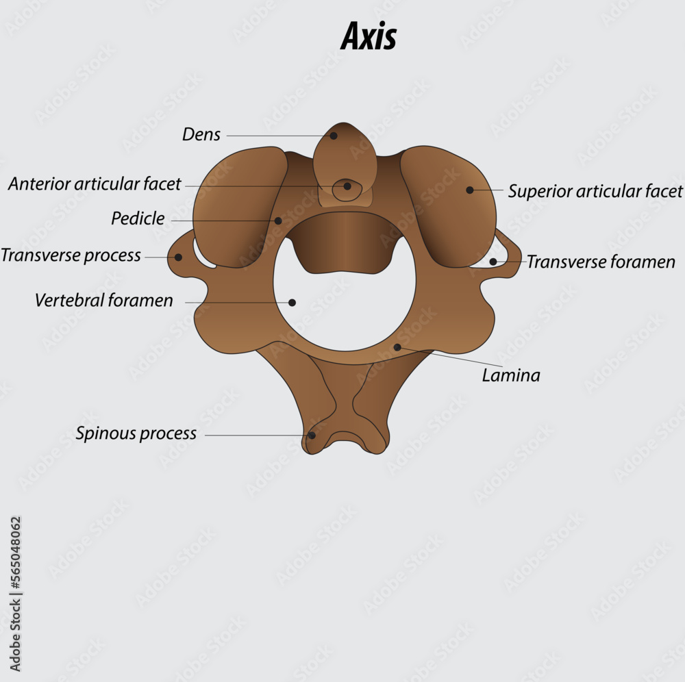 vector of Axis vertebra labeled diagram drawing Stock Vector | Adobe Stock
